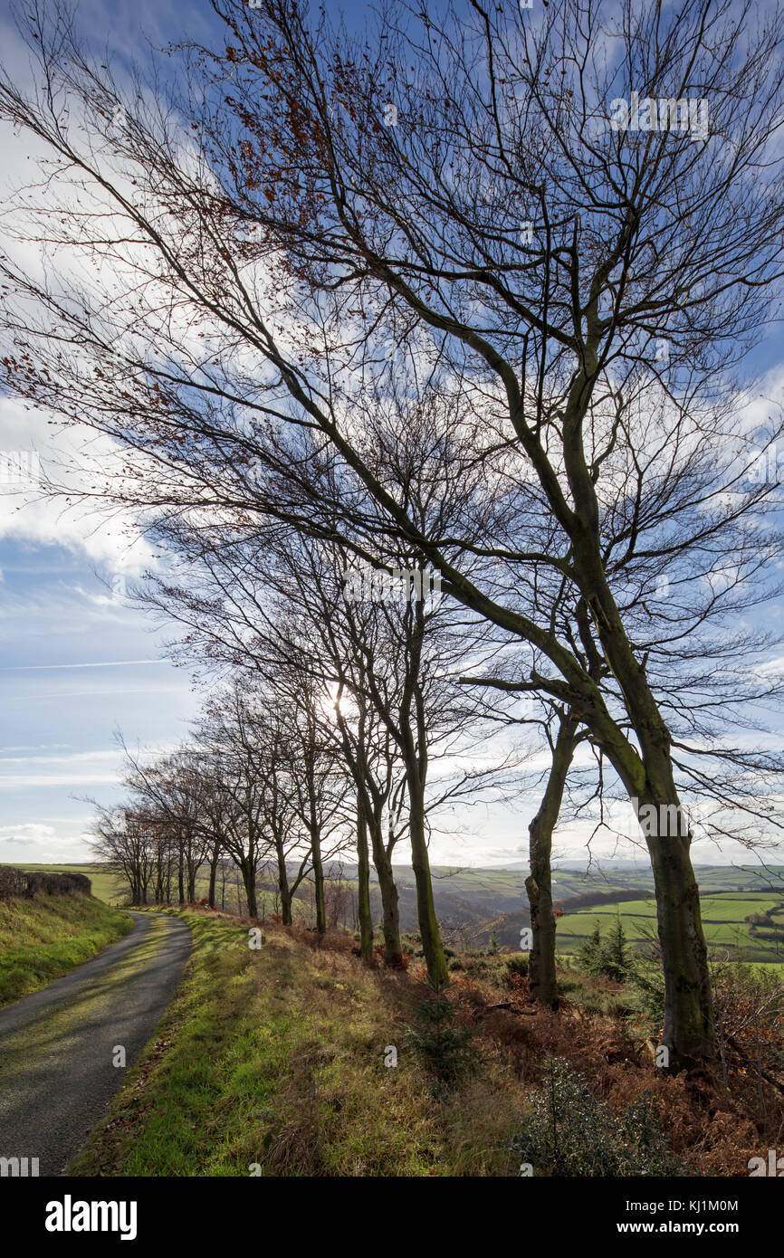 A tree lined lane in Welsh border country near the small rural town of ...