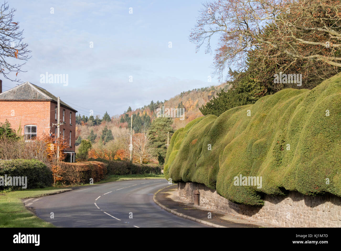 The ancient Yew hedge in the village of Brampton Bryan, Herefordshire ...