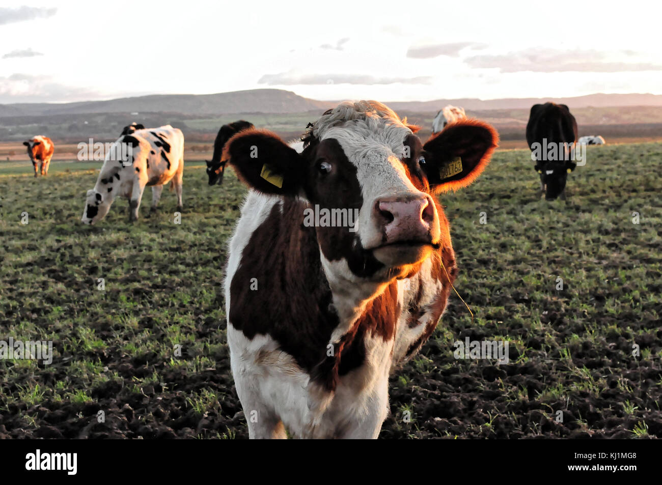 cows in pasture - beef - milk Stock Photo - Alamy
