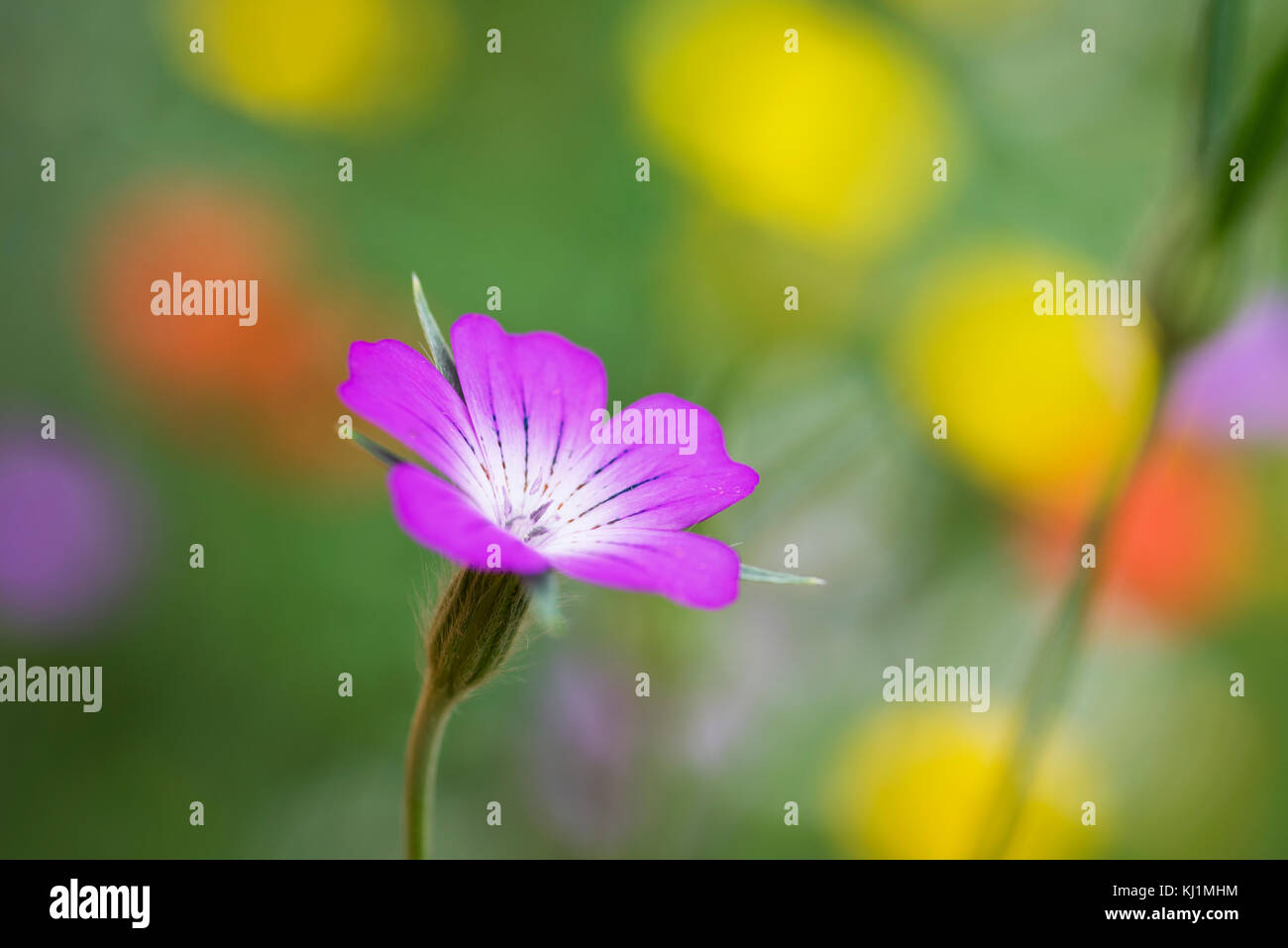 Agrostemma flower hi-res stock photography and images - Alamy