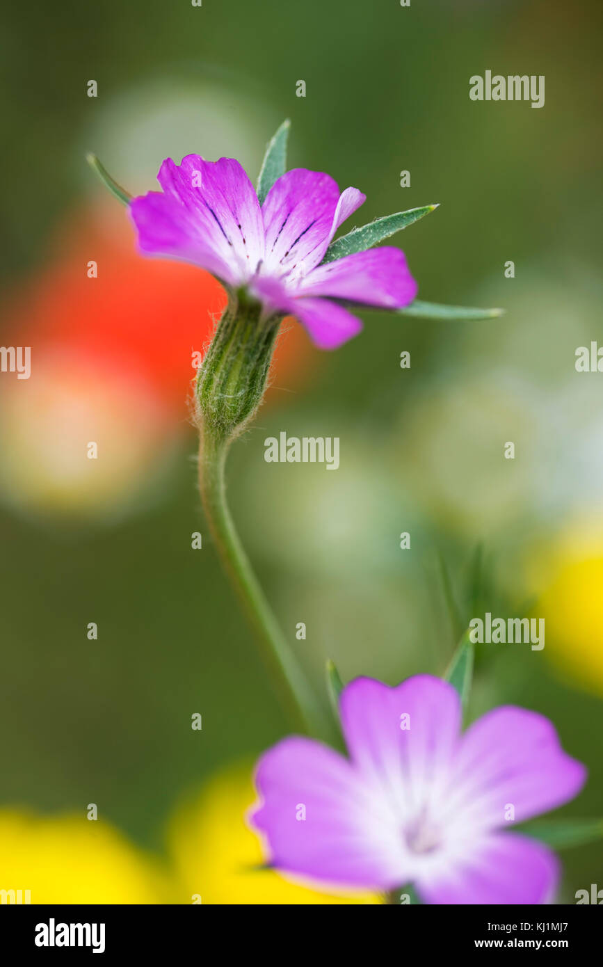 Agrostemma flower hi-res stock photography and images - Alamy