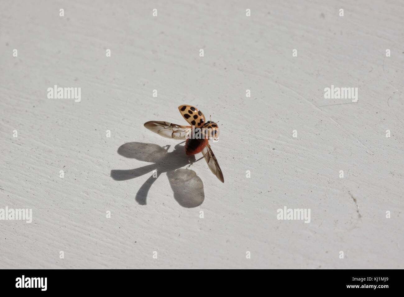 Ladybird ready to take off Stock Photo - Alamy