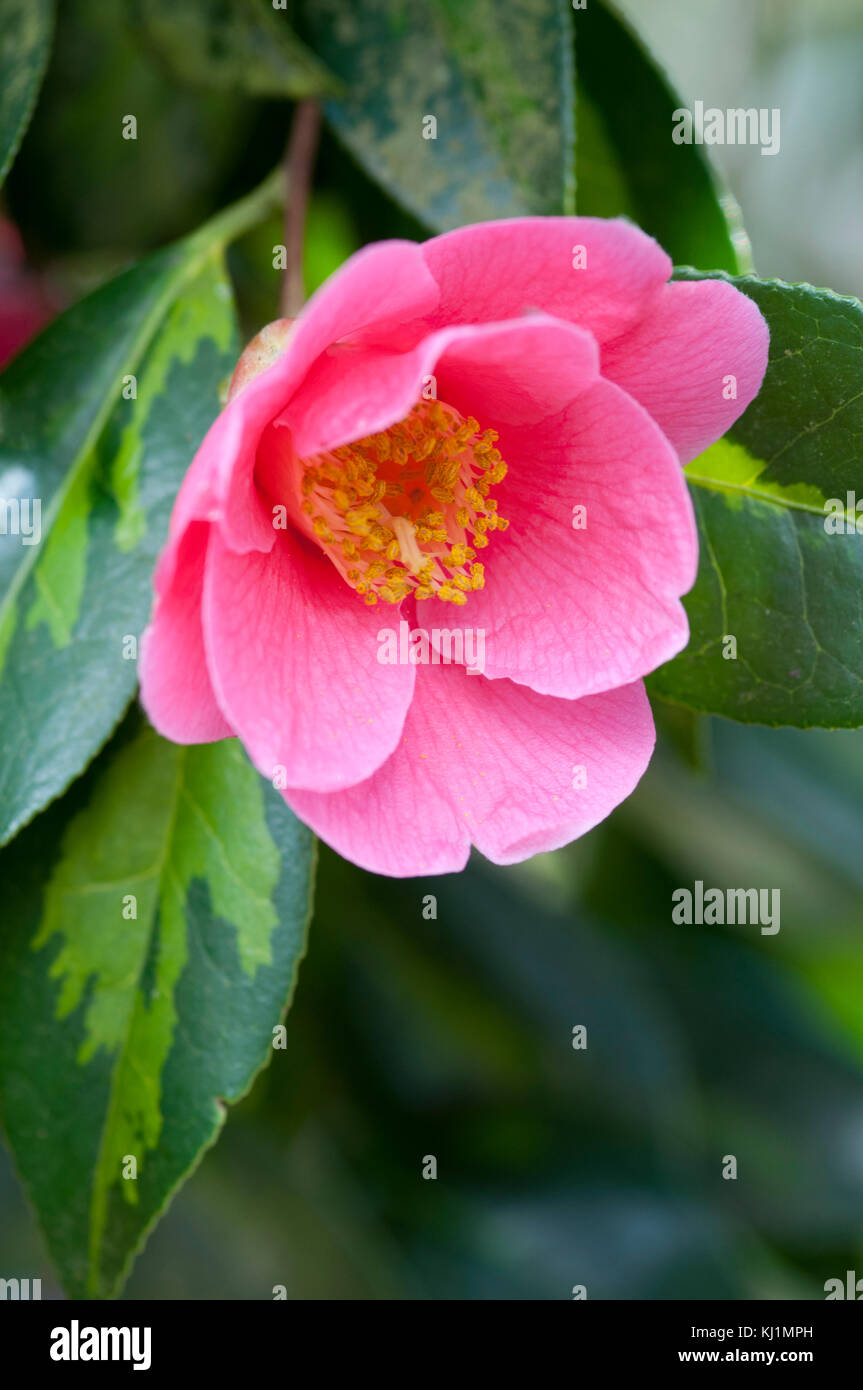 Camellia x williamsii Golden Spangles Stock Photo - Alamy