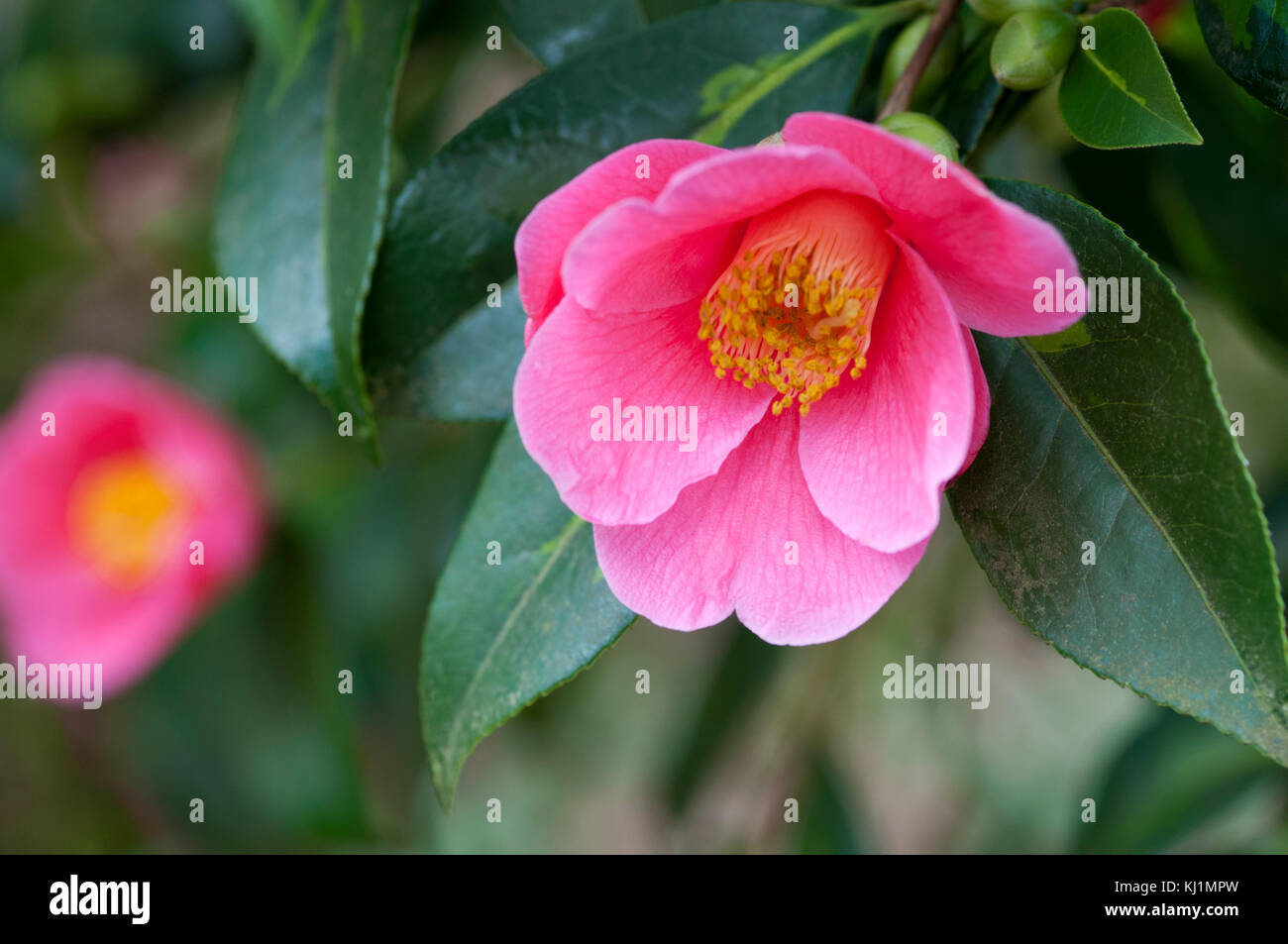 Spangles High Resolution Stock Photography and Images - Alamy