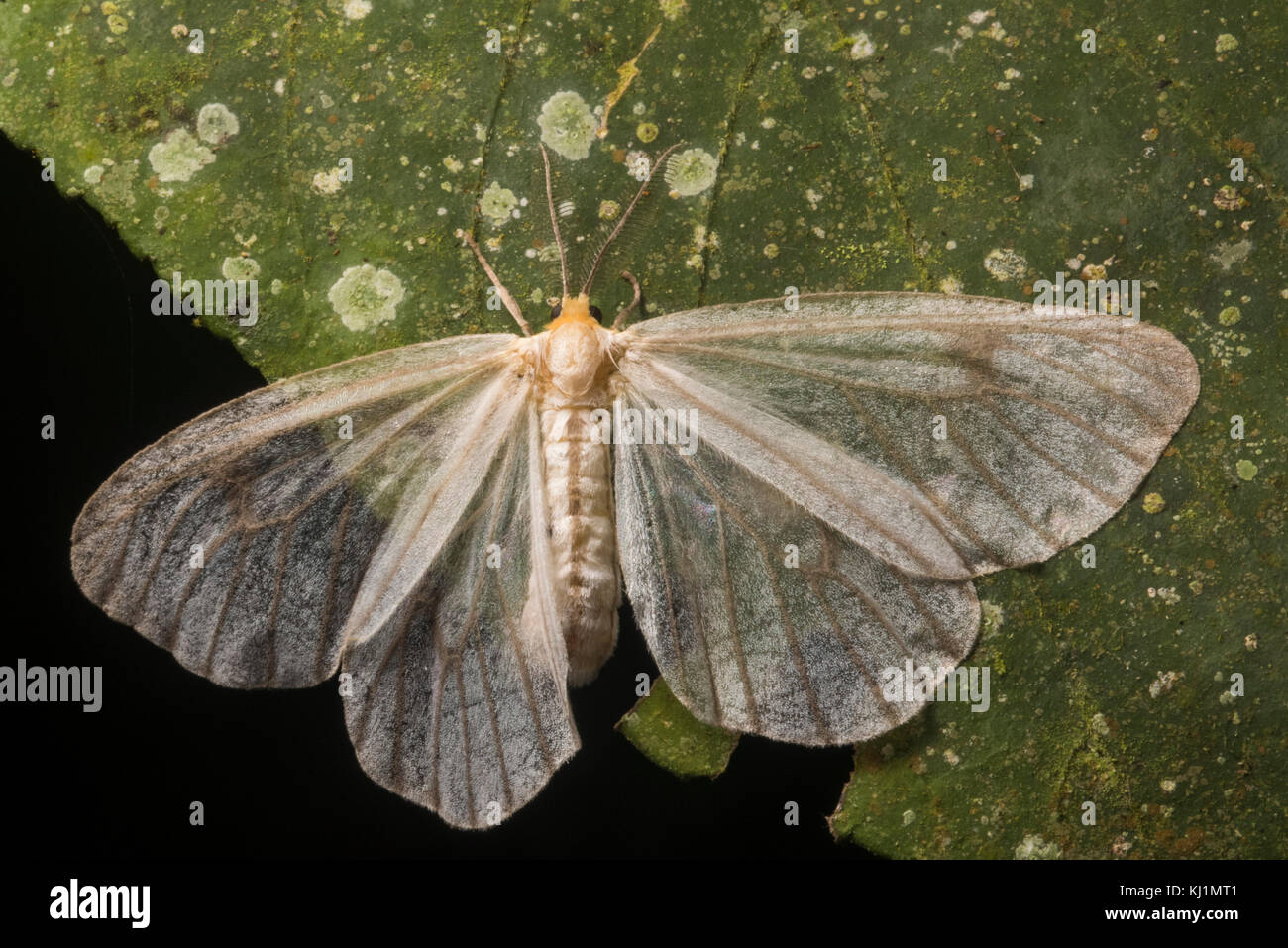 Moth wings folded hi-res stock photography and images - Alamy