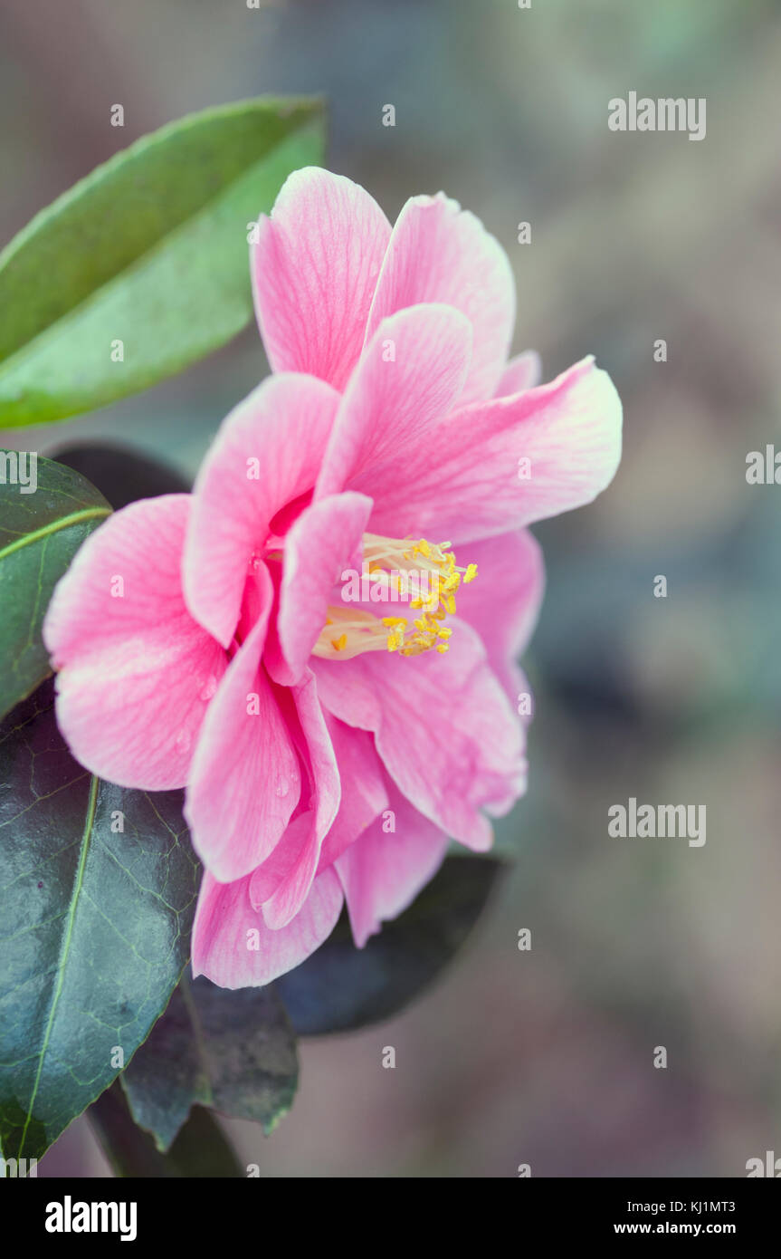 Camellia maud messel x williamsii x reticulata hi-res stock photography ...