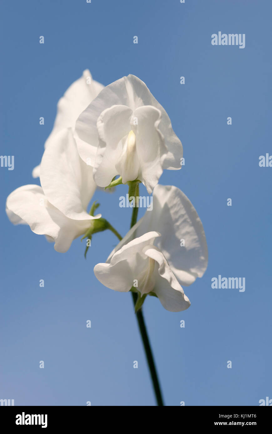 LATHYRUS ODORATUS WHITE SUPREME Stock Photo - Alamy