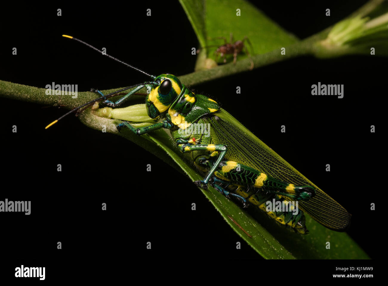 A large and brightly colored grasshopper from the jungle in Peru. Its ...