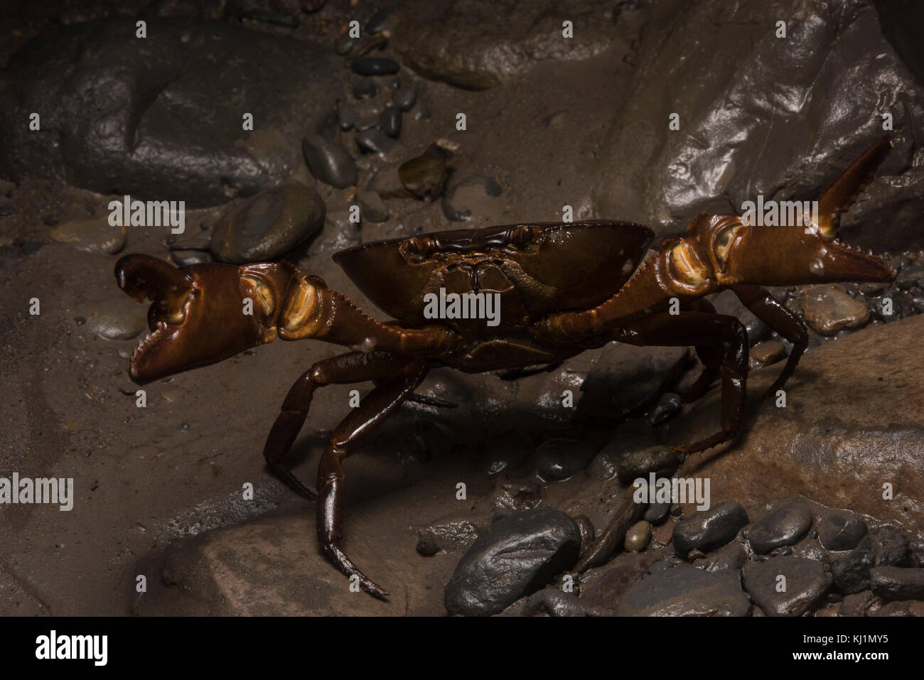 Terrestrial land crab hi-res stock photography and images - Alamy