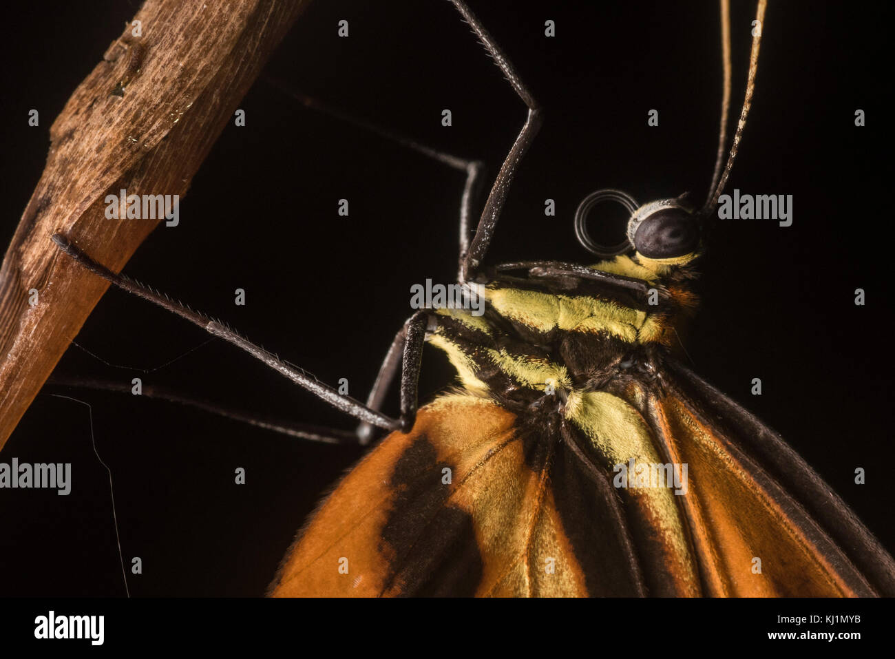 Close up butterfly face hi-res stock photography and images - Alamy
