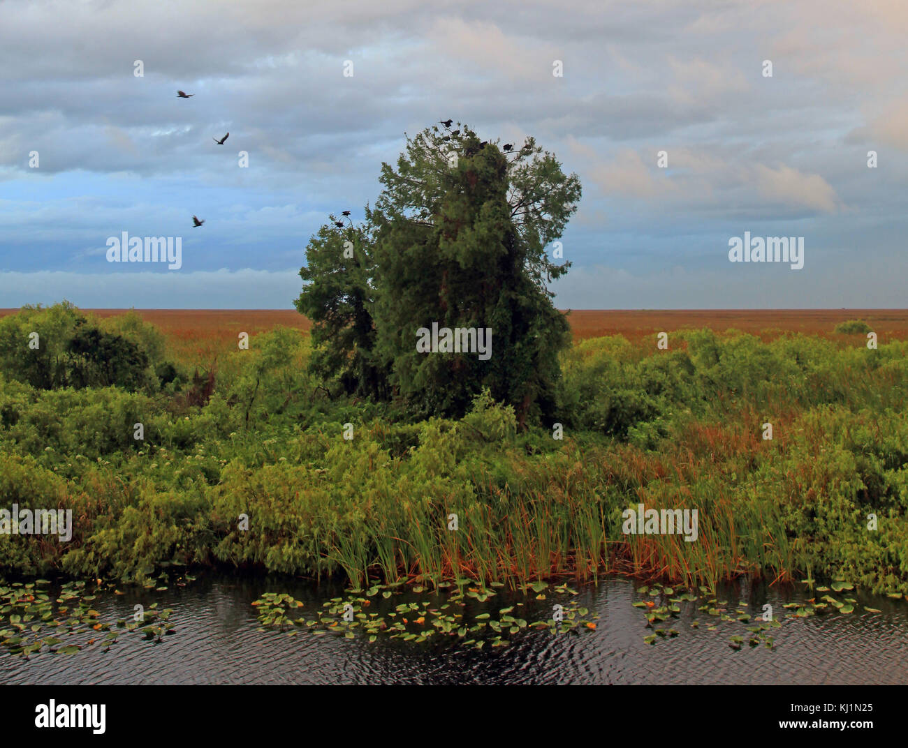 Everglades Wetland Ecosystem High Resolution Stock Photography and ...