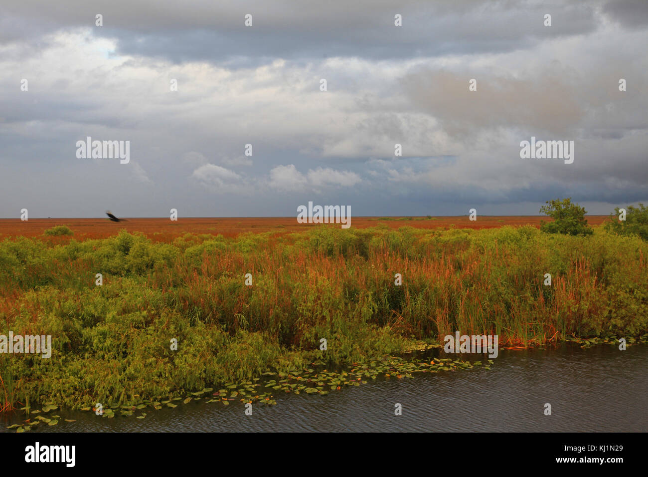 Everglades Wetland Ecosystem High Resolution Stock Photography and ...