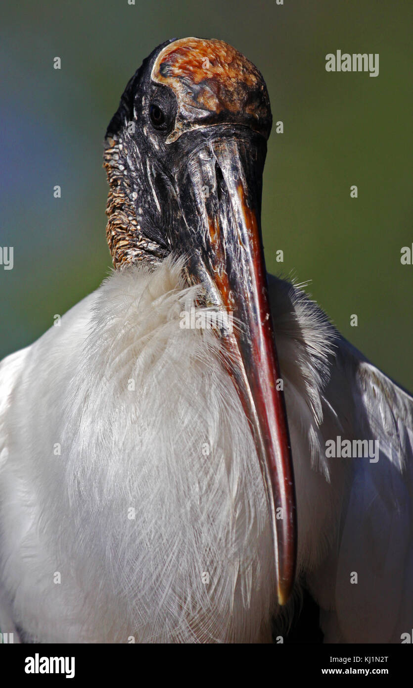 Toothless Beaked High Resolution Stock Photography and Images - Alamy