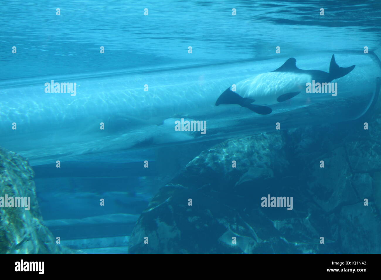 Dolphin underwater not bottlenose hi-res stock photography and images ...