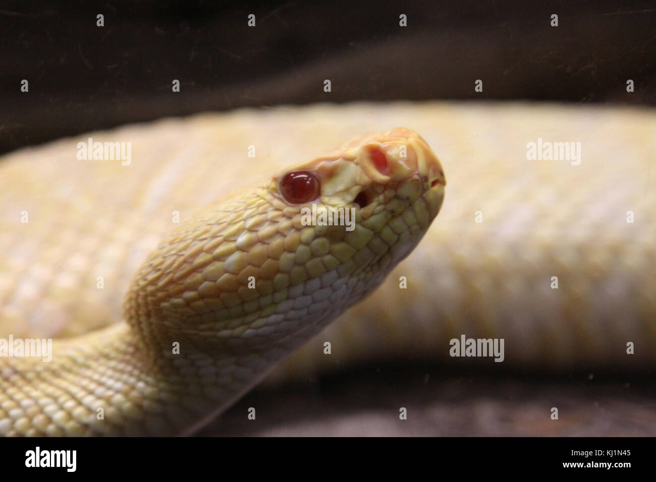 Snake poison fangs High Resolution Stock Photography and Images - Alamy