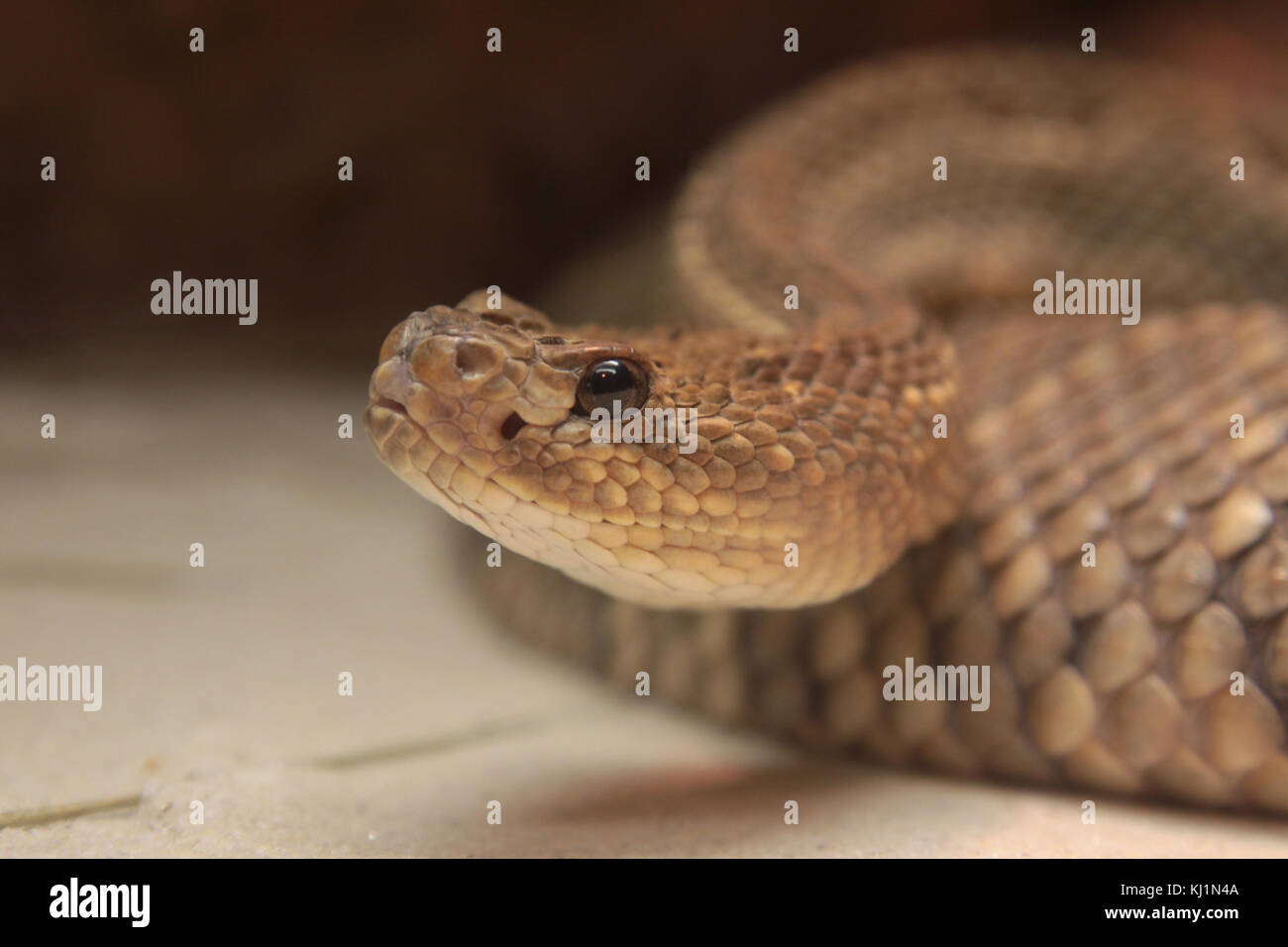 Snake poison fangs High Resolution Stock Photography and Images - Alamy