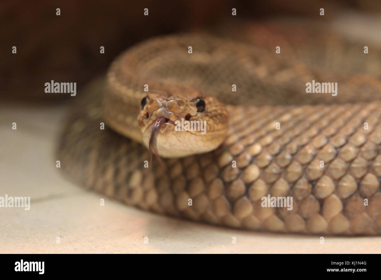 Venomous Snake Fangs High Resolution Stock Photography and Images - Alamy