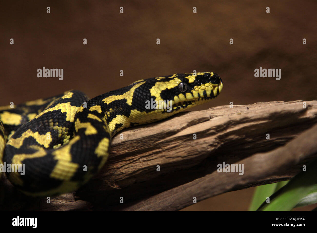 Snake Fangs High Resolution Stock Photography and Images - Alamy