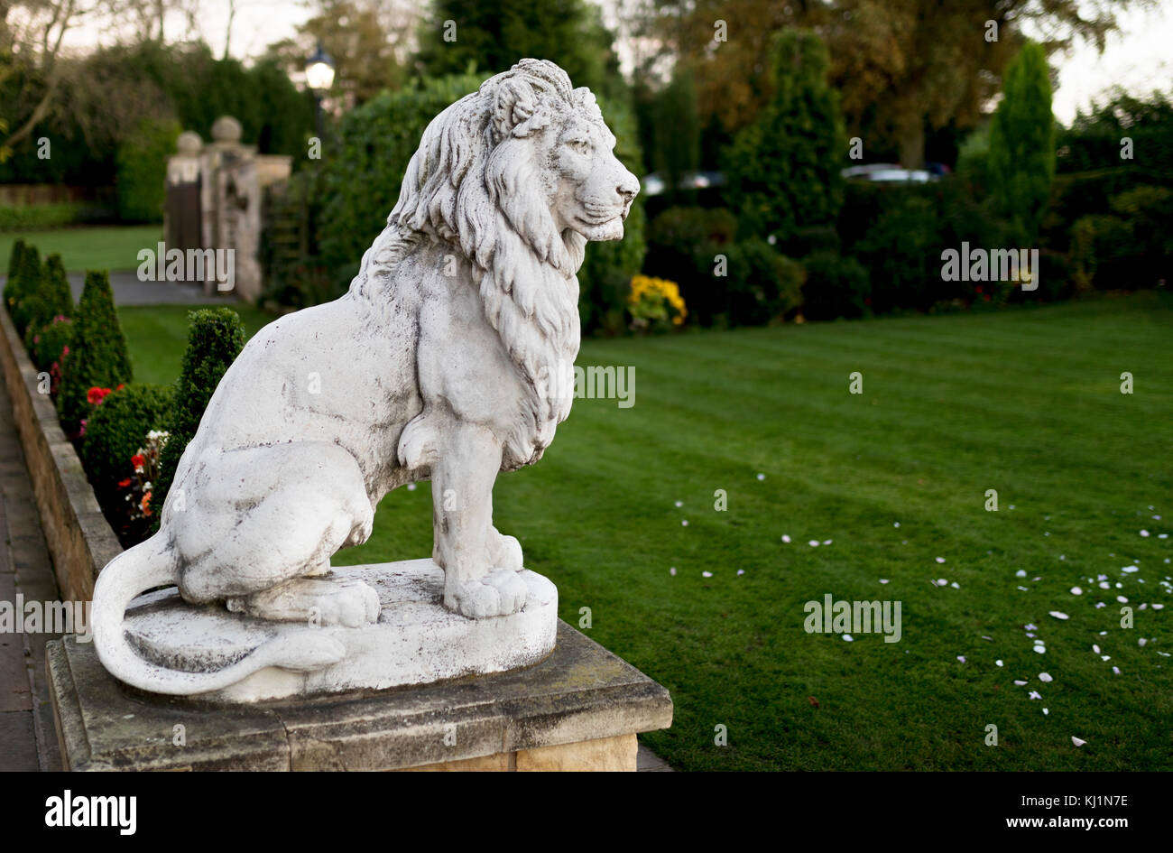 Portrait of a noble and regal male lion stone statue in a stately home ...