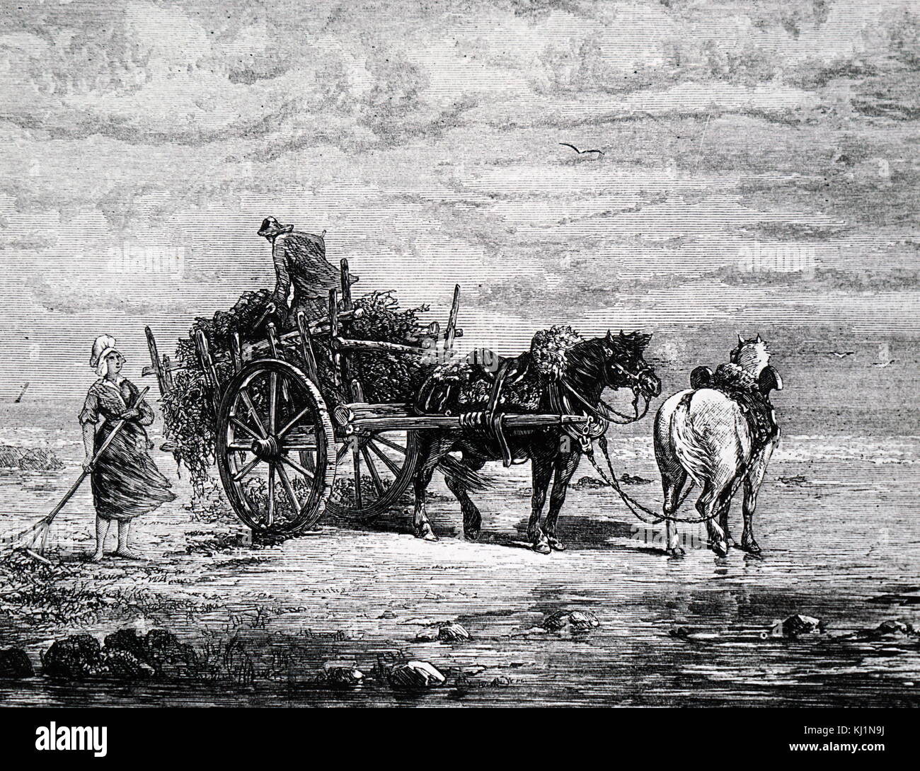 Male collecting seaweed hi-res stock photography and images - Alamy