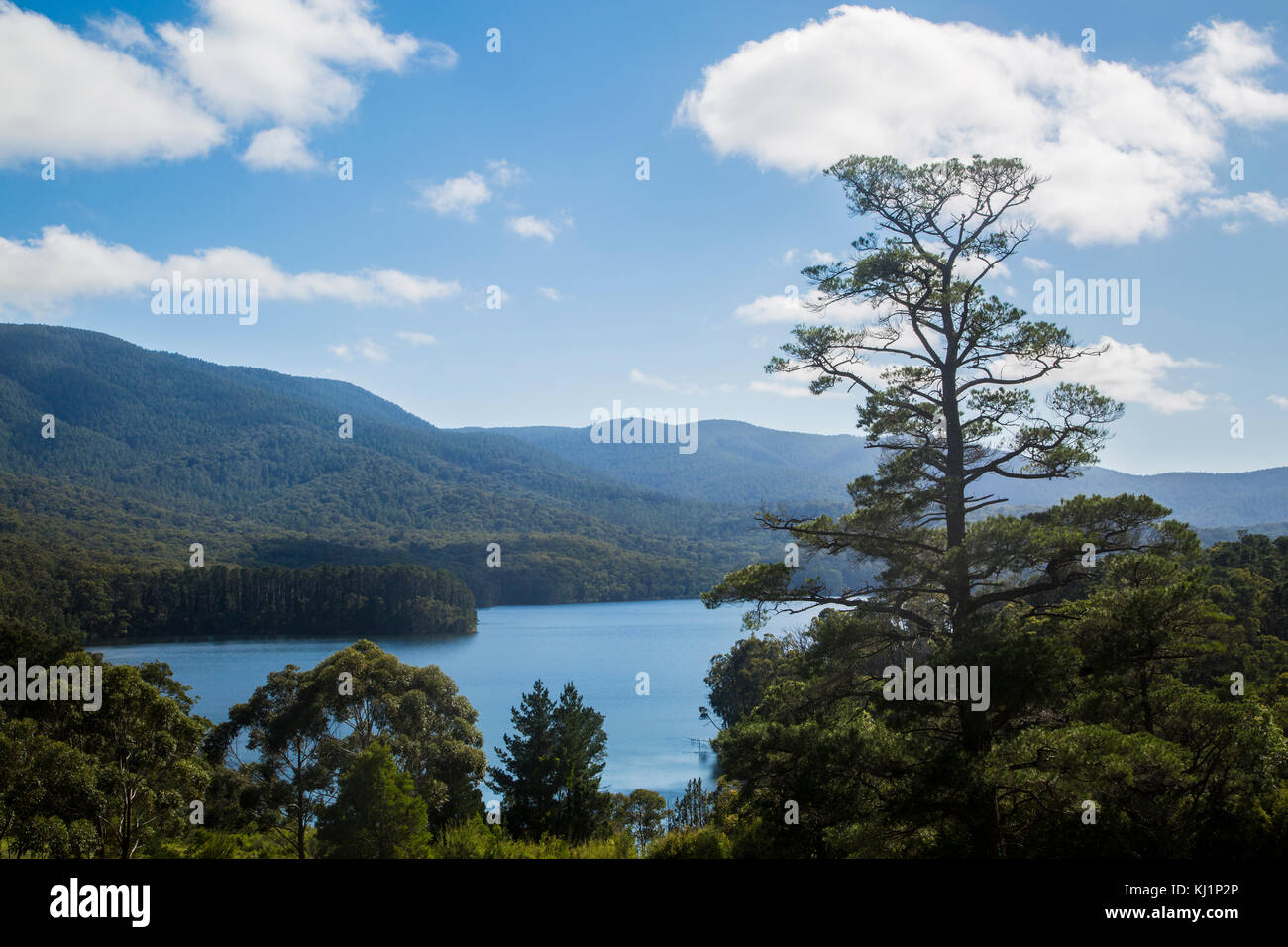 Eildon Tree High Resolution Stock Photography and Images - Alamy