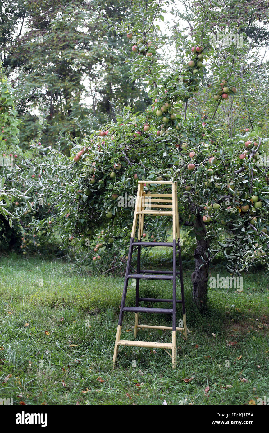 Orchard ladder hi-res stock photography and images - Alamy