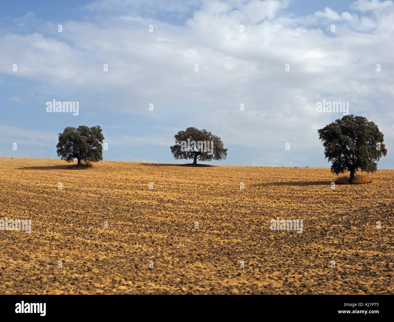 rolling Andalusian landscape featuring trees and dry ground south of ...