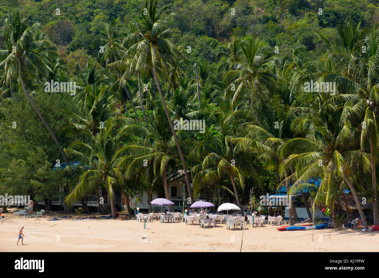 Tall palm trees on the beach in Koh Samui Stock Photo - Alamy
