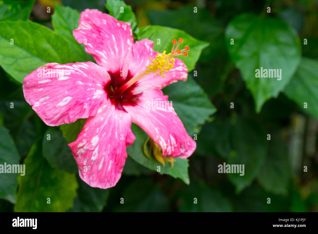Fiji Flower Stock Photos & Fiji Flower Stock Images - Alamy