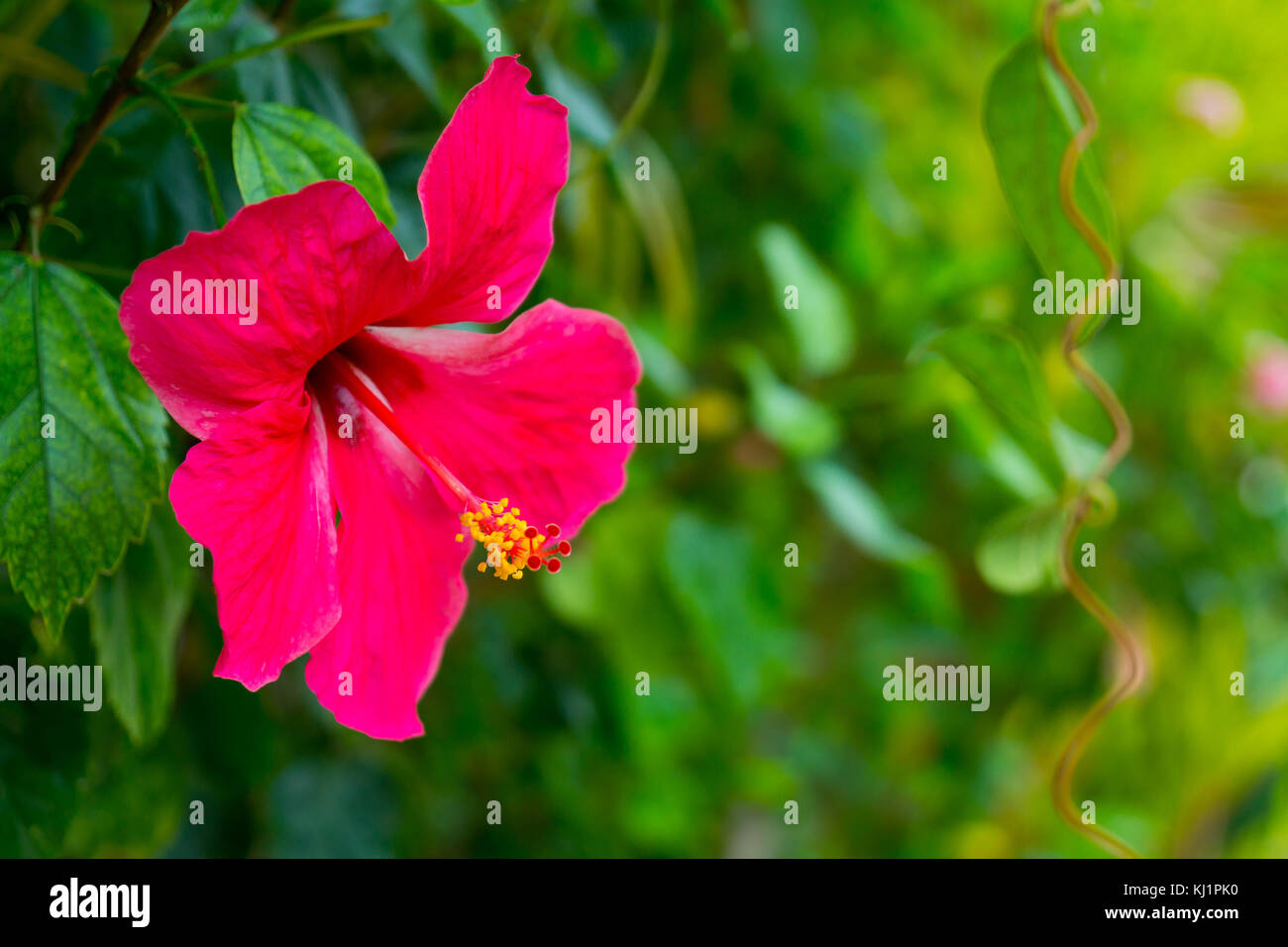 Fiji flower hi-res stock photography and images - Alamy