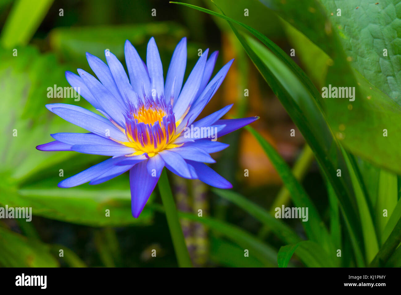 Blue lotus flower close up Stock Photo - Alamy