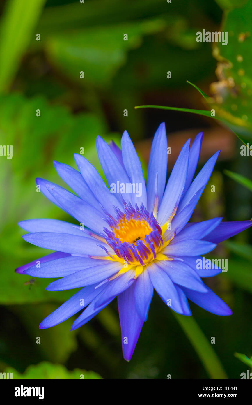 Blue lotus flower blue water hi-res stock photography and images - Alamy