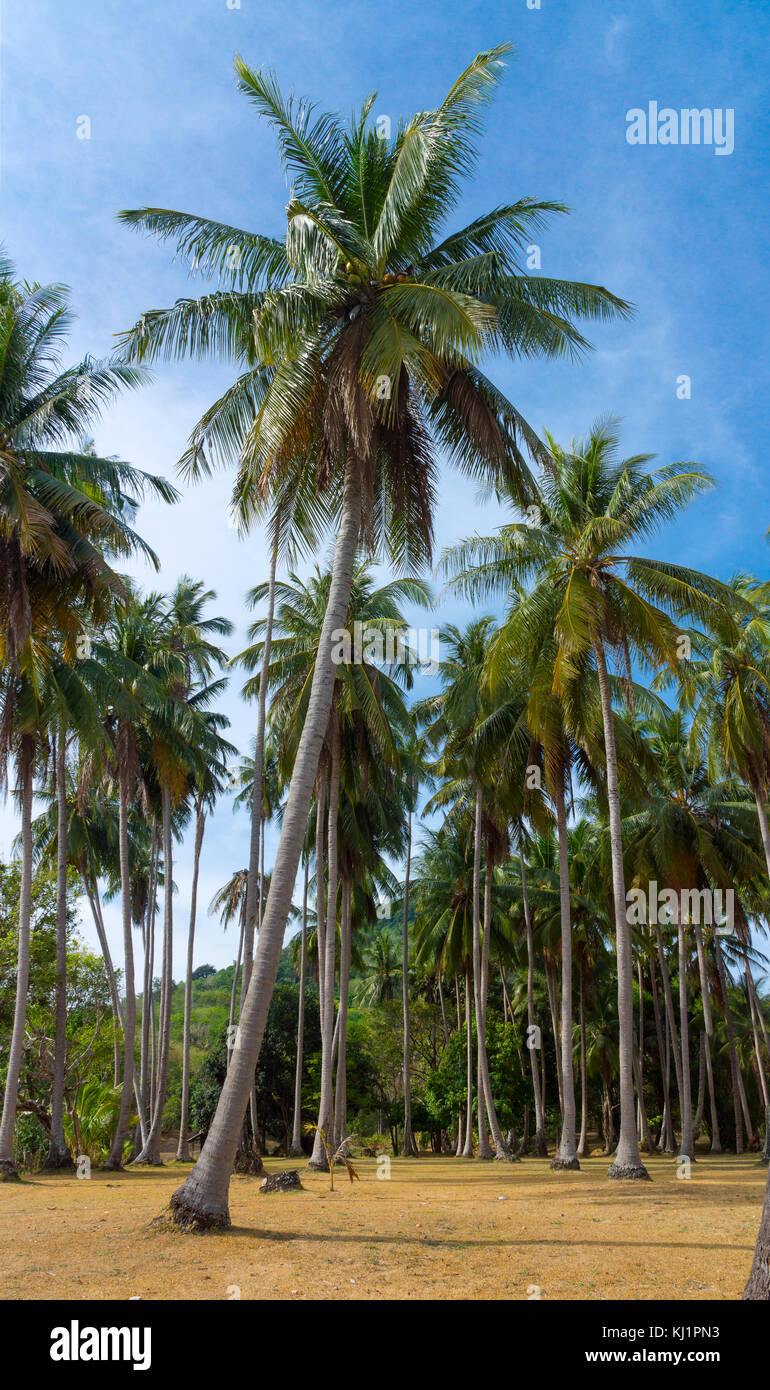 Beautiful palm forest Stock Photo - Alamy