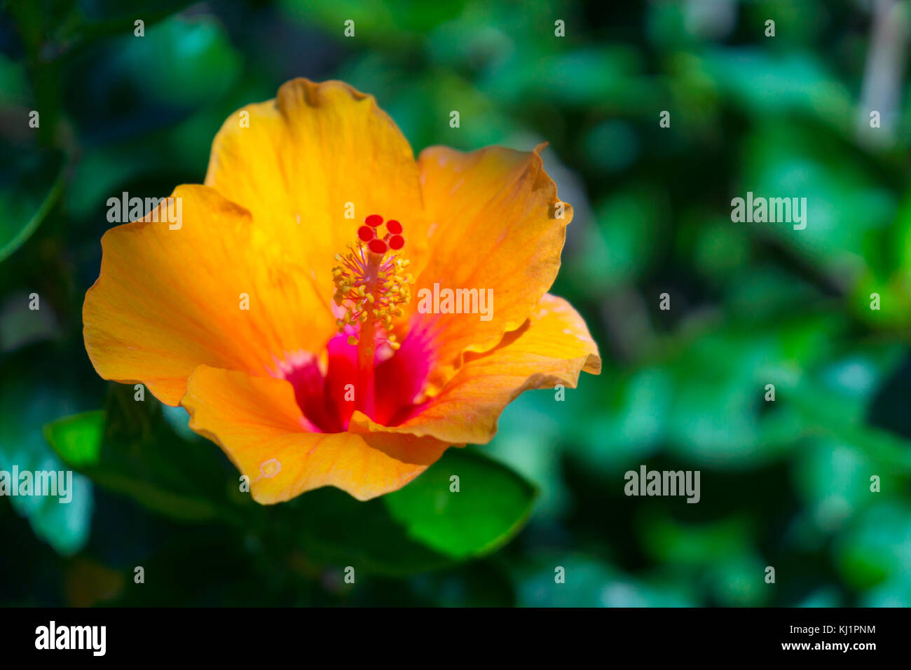 Asia red yellow flower hi-res stock photography and images - Alamy