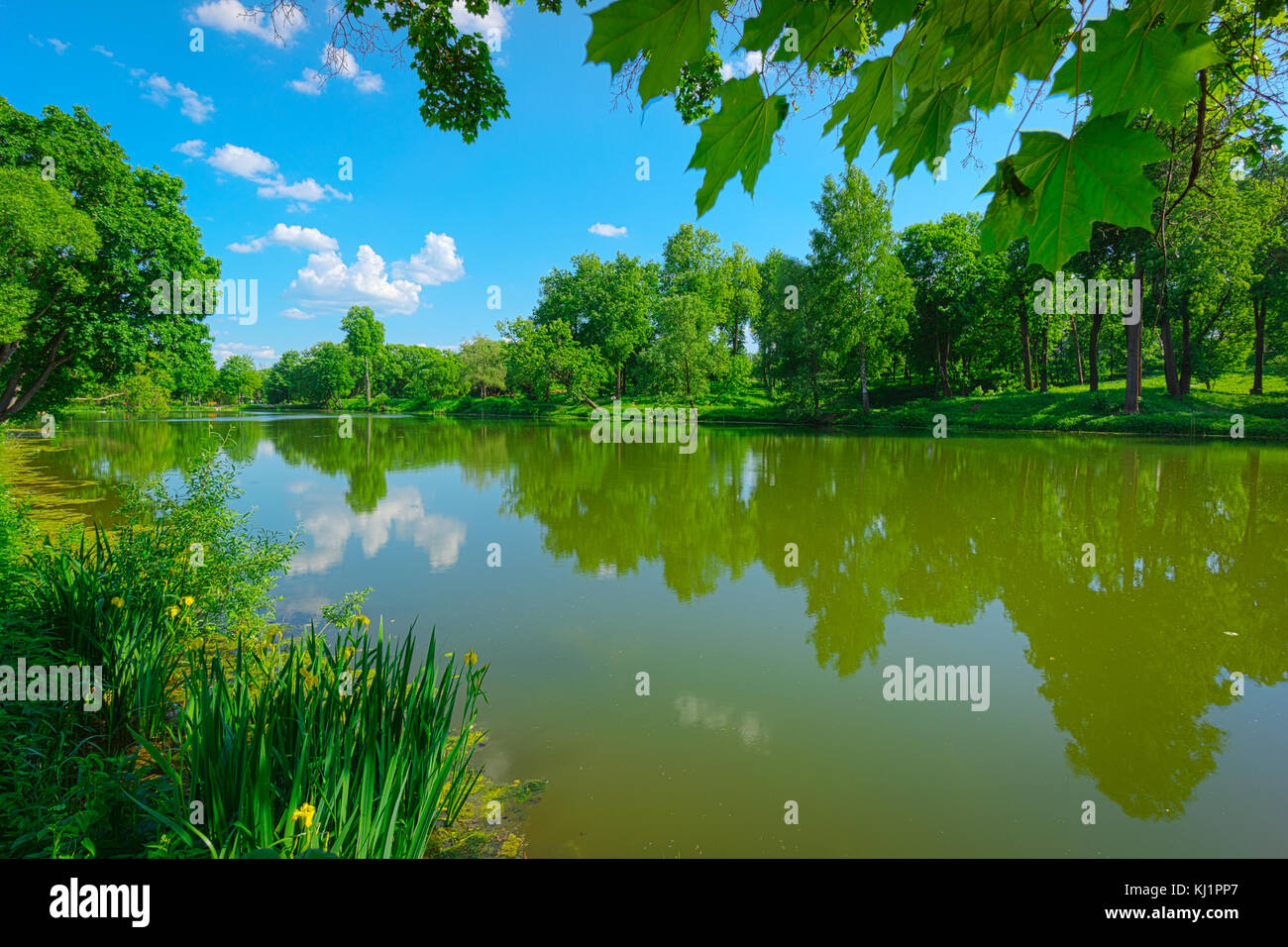 Early summer forest landscape hi-res stock photography and images - Alamy