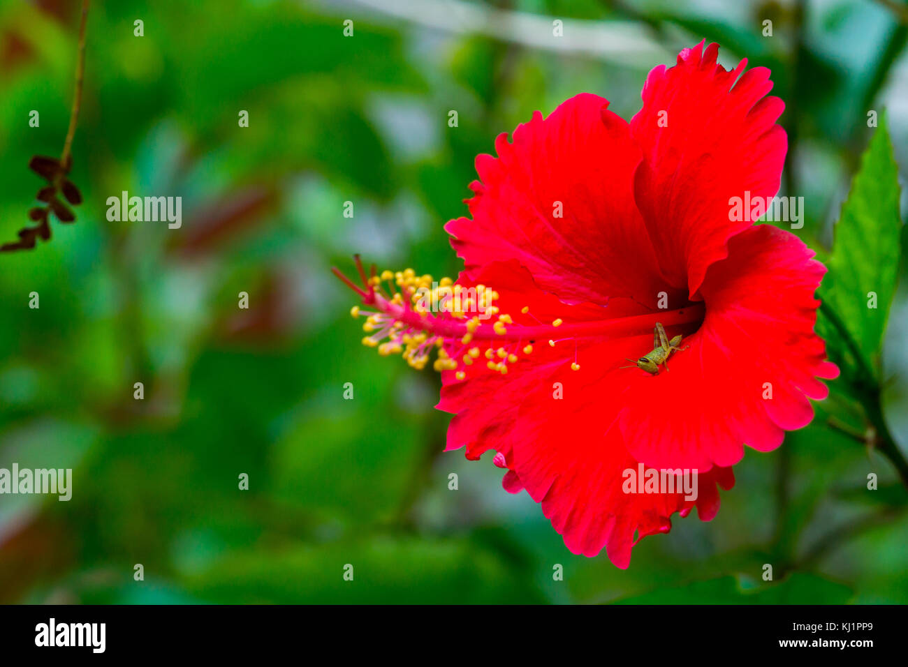 Fiji flowers hi-res stock photography and images - Alamy