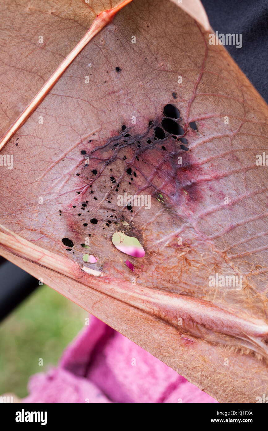 Little red Flying-fox (Pteropus scapulatus). Male with damage and ...