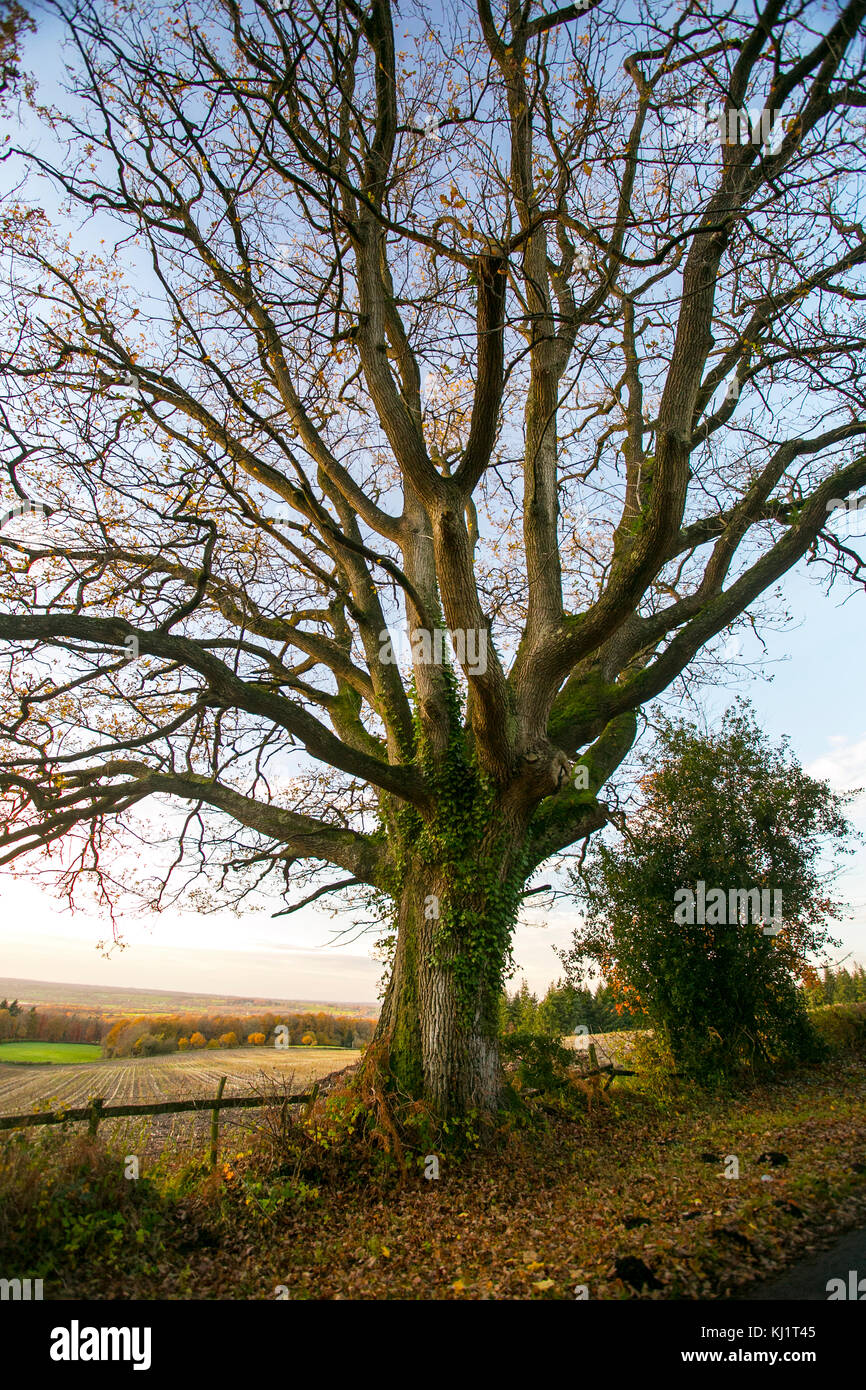Oak woodland birdlife hi-res stock photography and images - Alamy