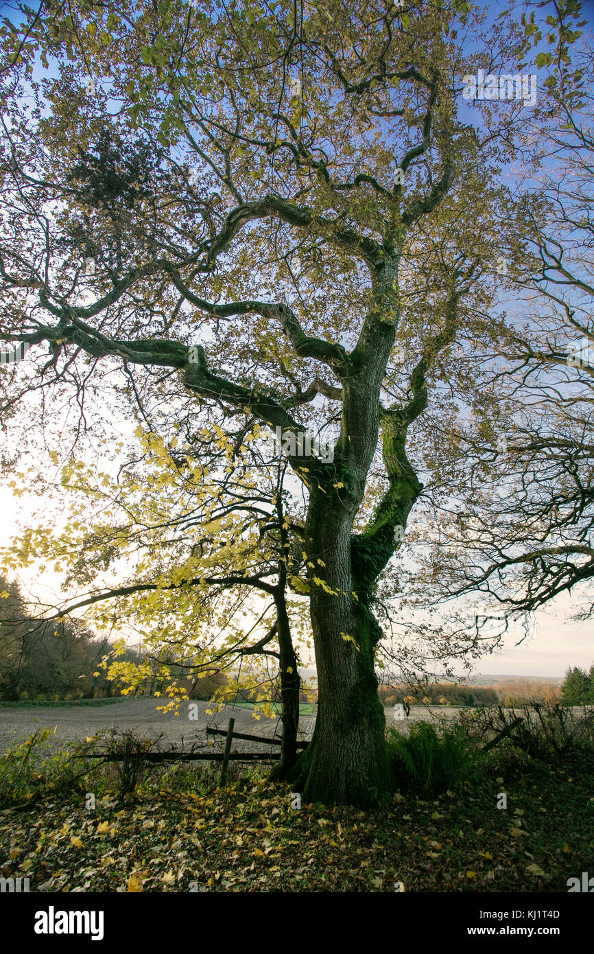 Oak trees still have some Autumn Colours in mid November 2017 Stock ...