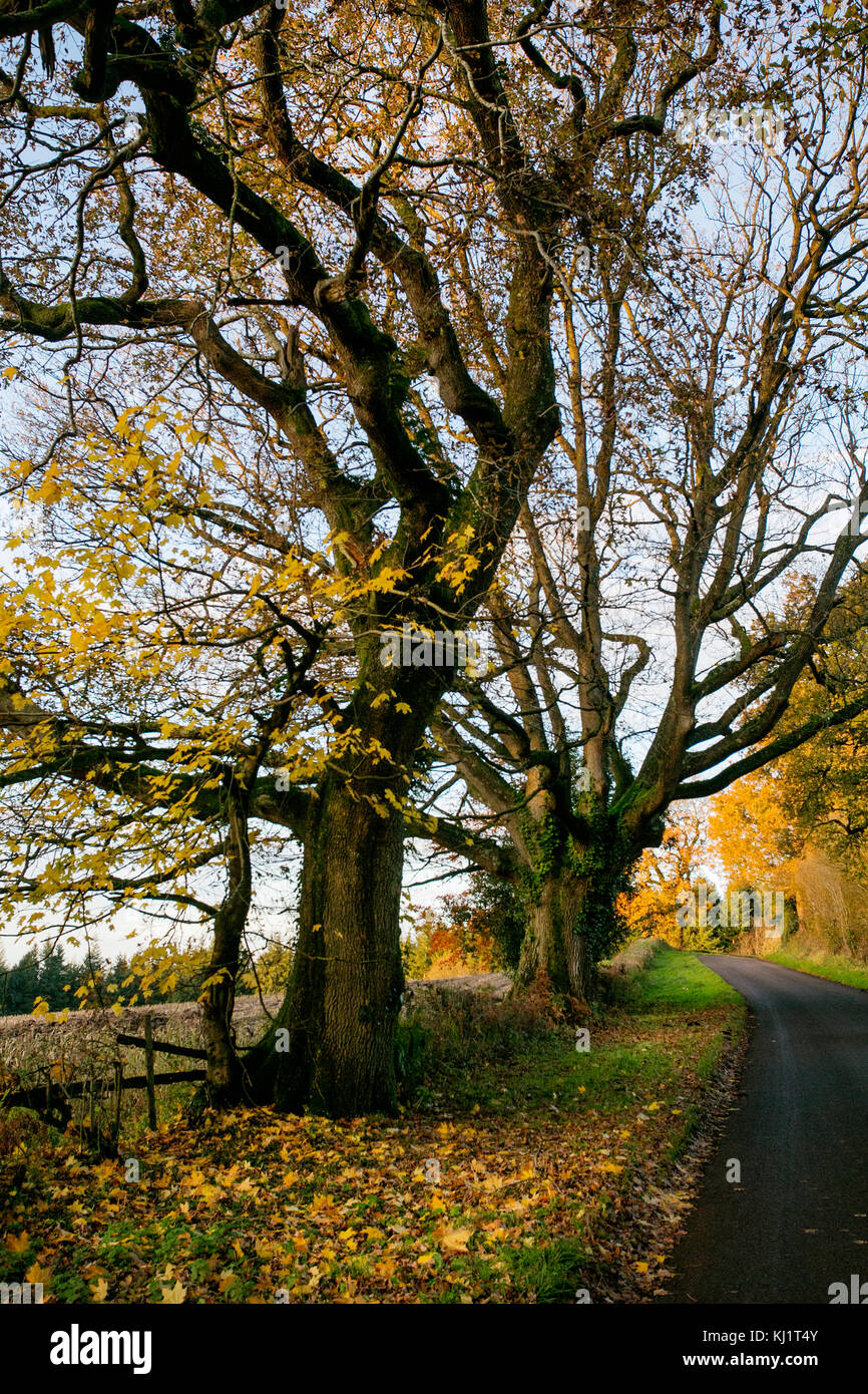 Oak trees still have some Autumn Colours in mid November 2017 Stock ...