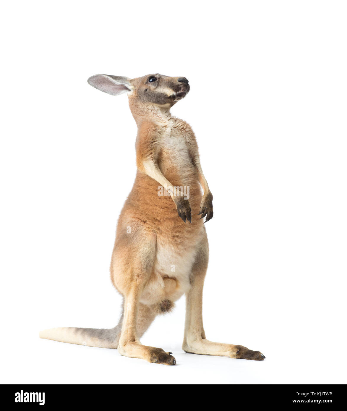 Red kangaroo in studio on a white background Stock Photo - Alamy