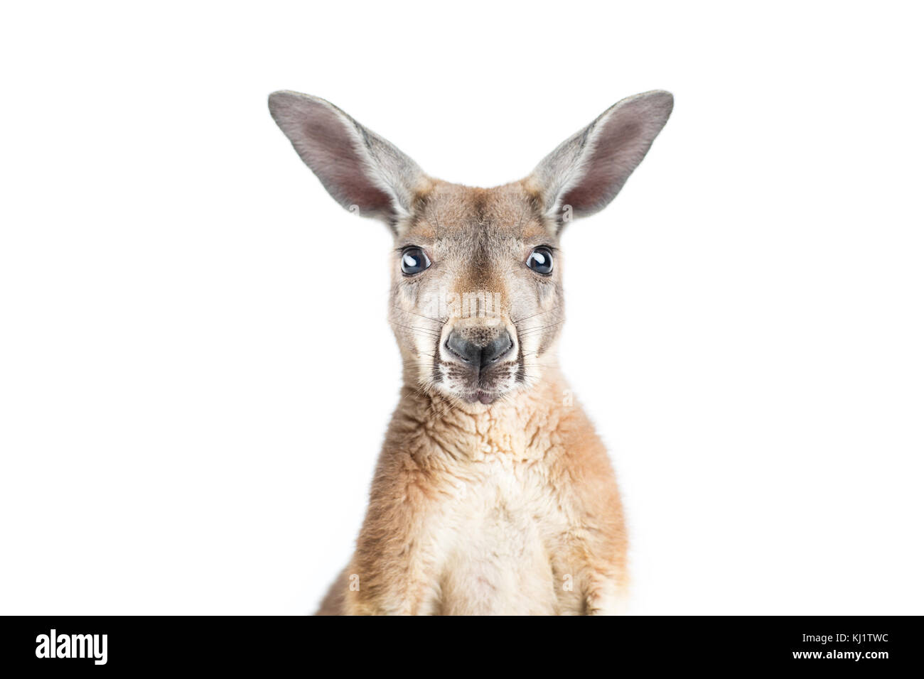 Red kangaroo in studio on a white background Stock Photo - Alamy