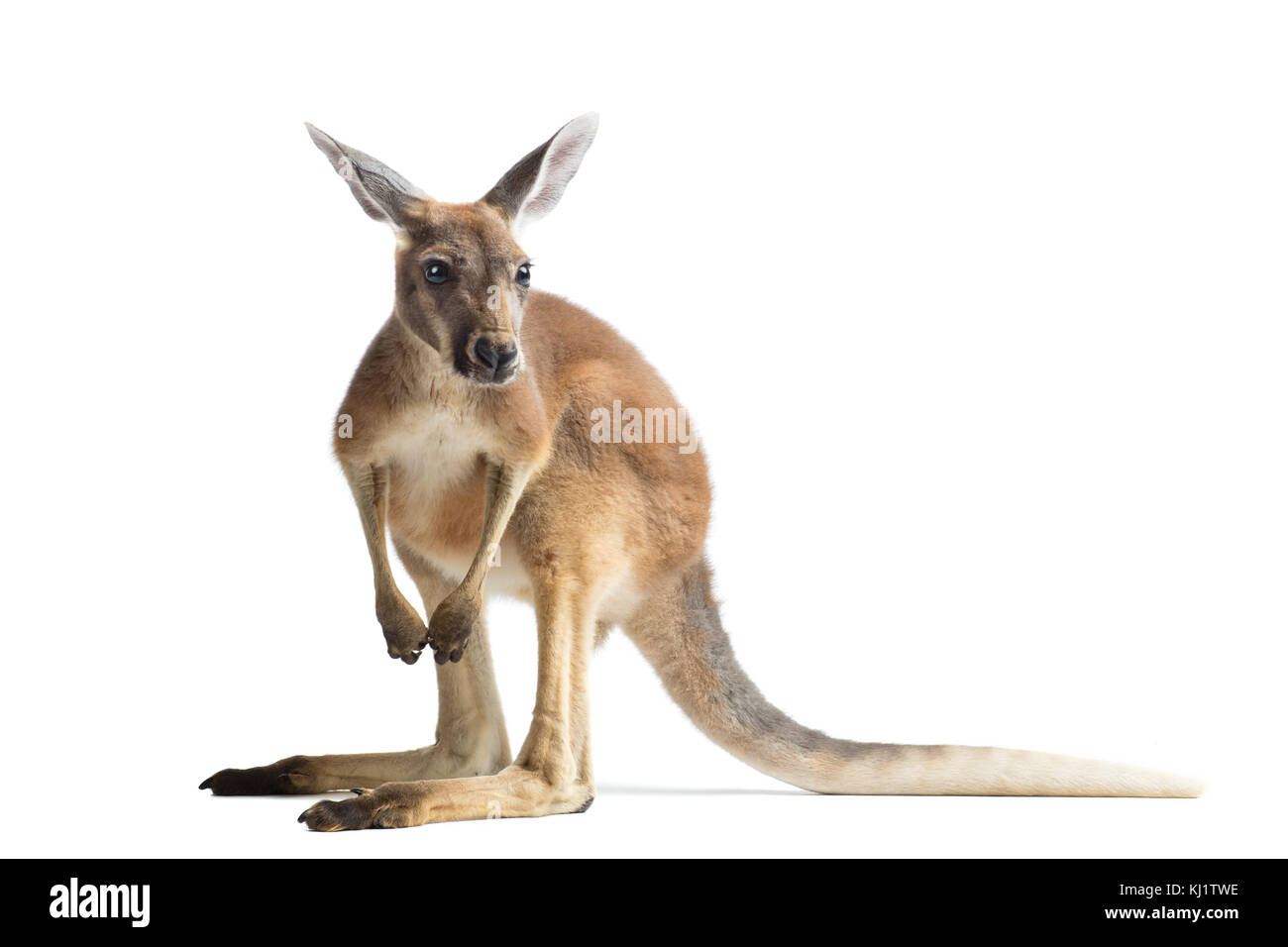 Red kangaroo in studio on a white background Stock Photo - Alamy