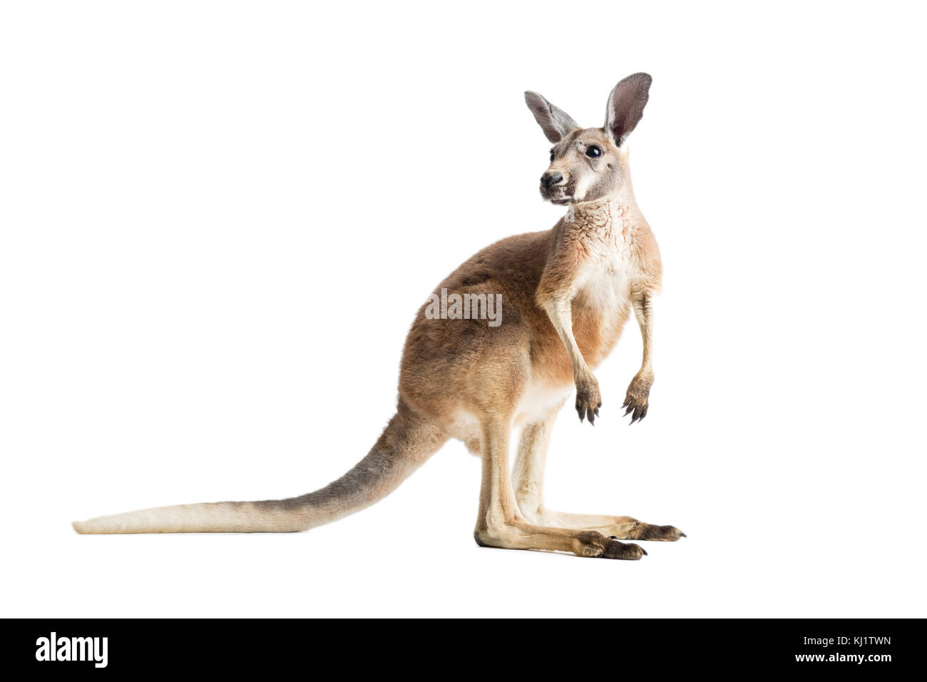 Red kangaroo on white background Stock Photo - Alamy