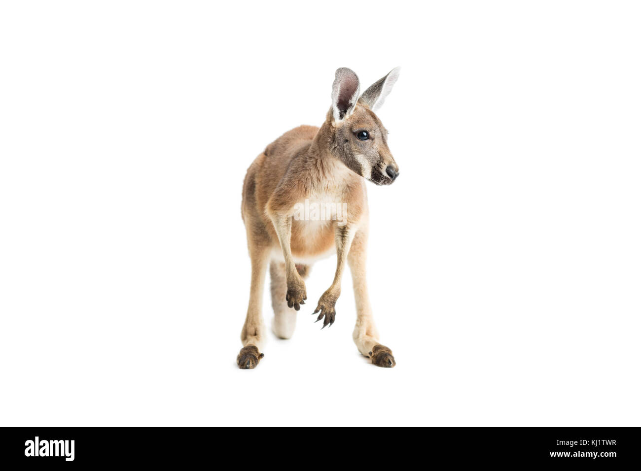 Red kangaroo on white background Stock Photo - Alamy