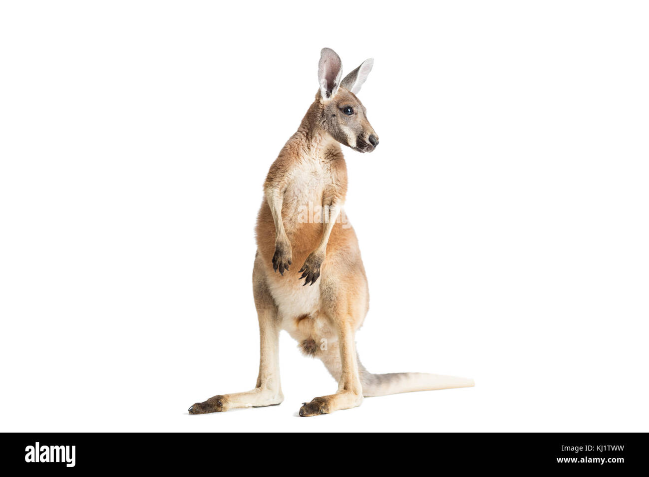 Red kangaroo on white background Stock Photo - Alamy