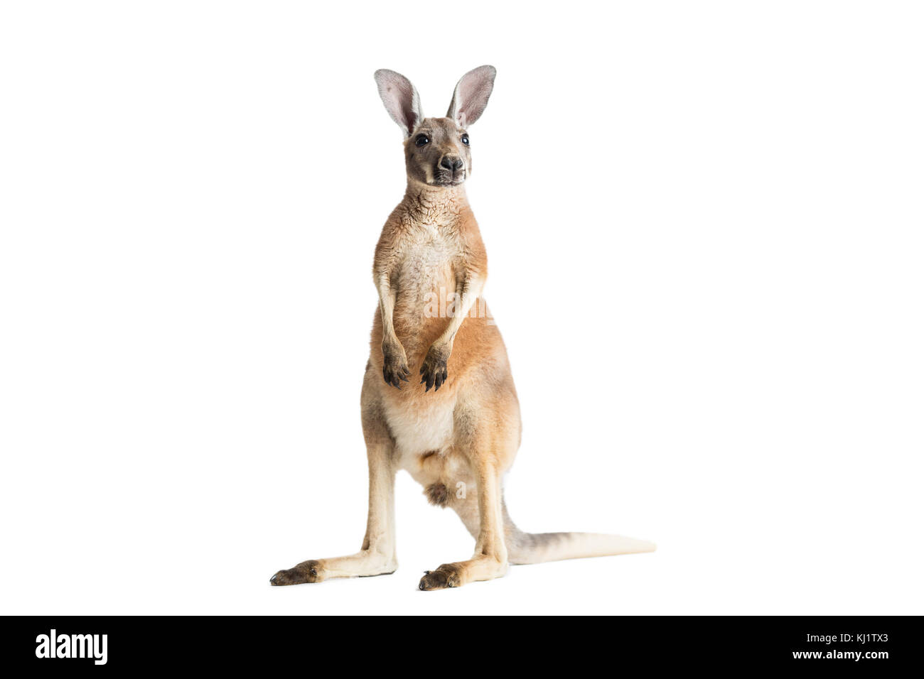 Red kangaroo on white background Stock Photo - Alamy