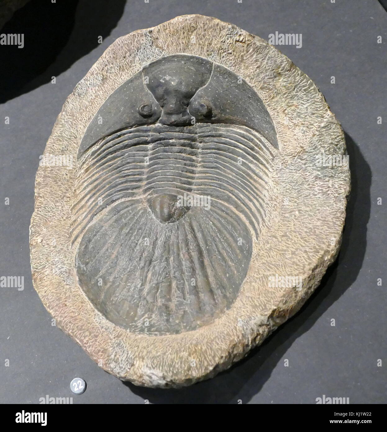 Preserved hi-res stock photography and images - Alamy