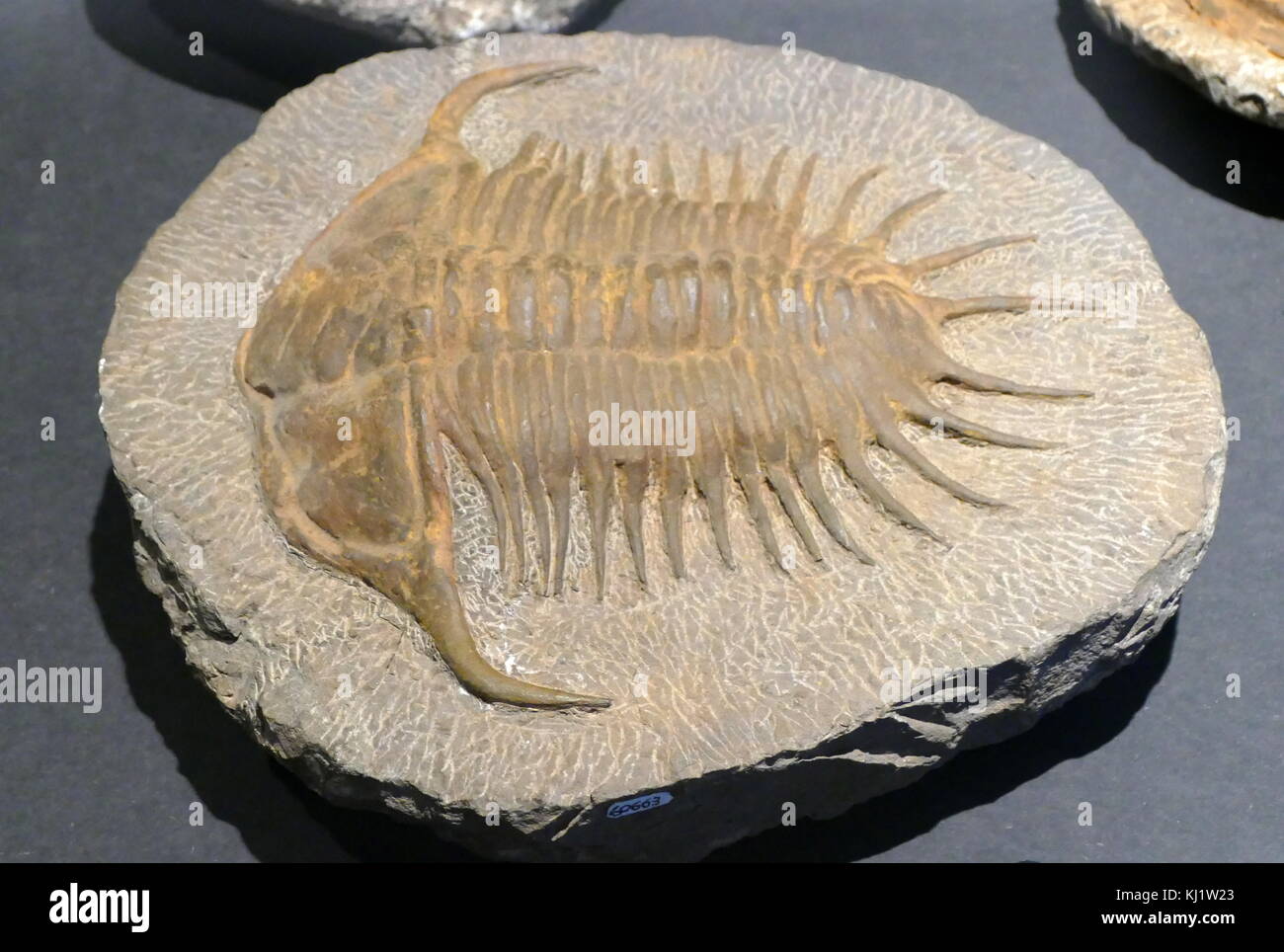 Remains of an animal preserved as a fossil Stock Photo - Alamy