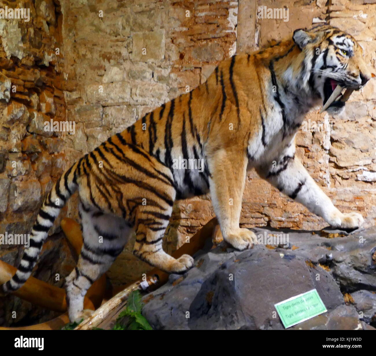 Smilodon hi-res stock photography and images - Alamy